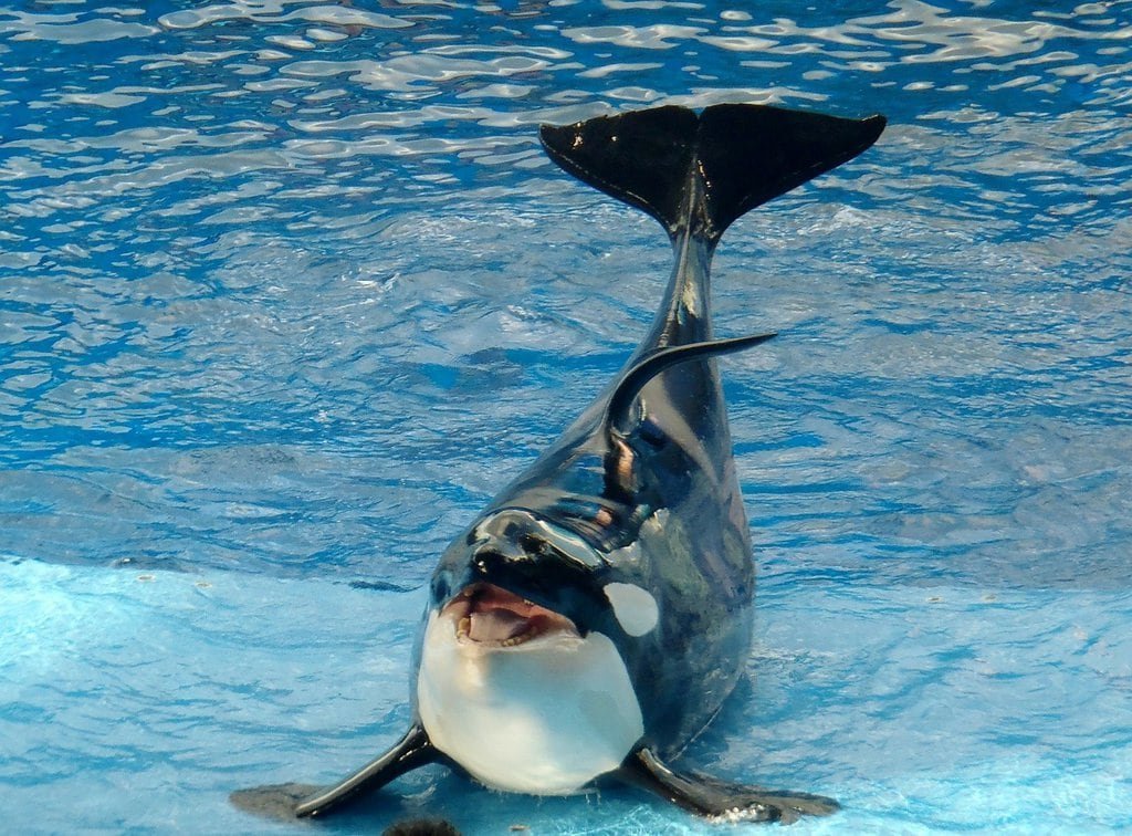 Animal Entertainment & Animal Tourism - Why You Should Avoid Them!